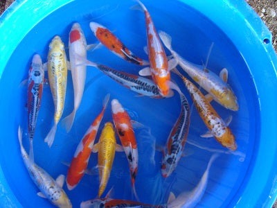 Bassinger Wholesale Koi and Goldfish – bassinger-wholesale-koi