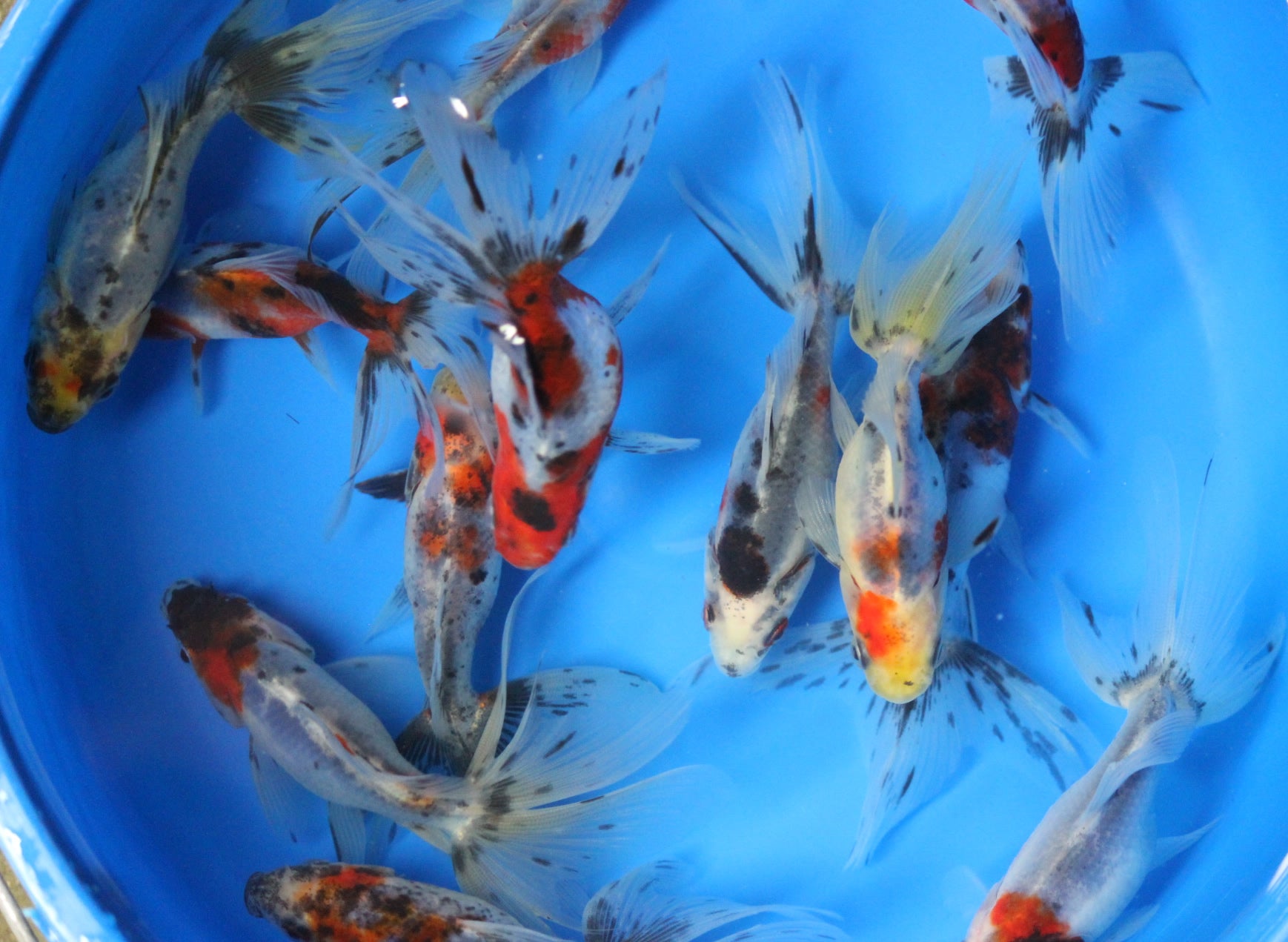 Calico Fantail Goldfish – bassinger-wholesale-koi